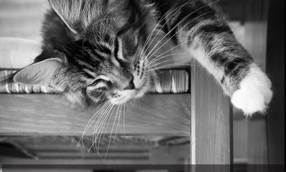 🐱 Tattle Tails: June 20 - The Maine Coon Blog
