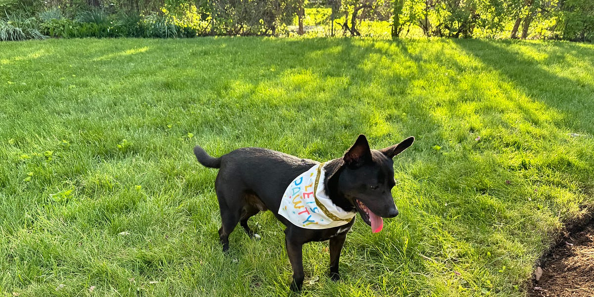 On Loving a Dog, Forever - by Emi Ruff - Emi on Earth