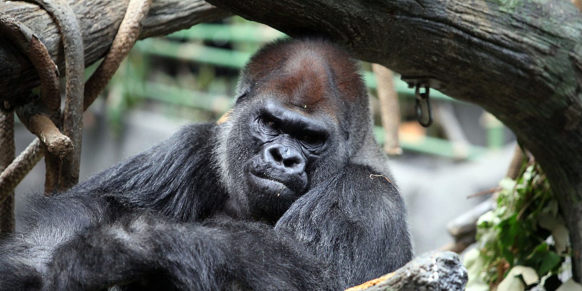 The Caged Gorilla - The Loracle At New Delphi