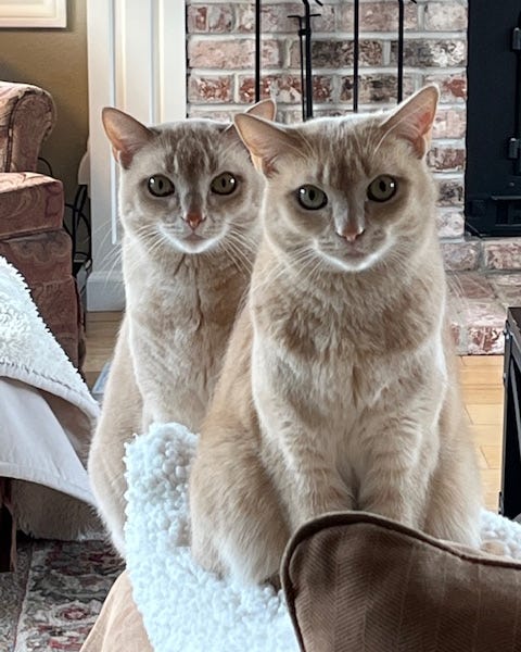 A quiet week - by Sue Ferrera - Tales of a Wayward Yogini