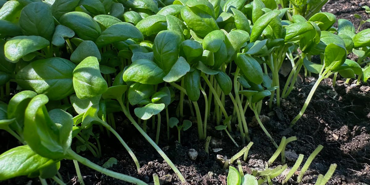🌱 August @ Sproutpeople - Sproutpeople’s Newsletter