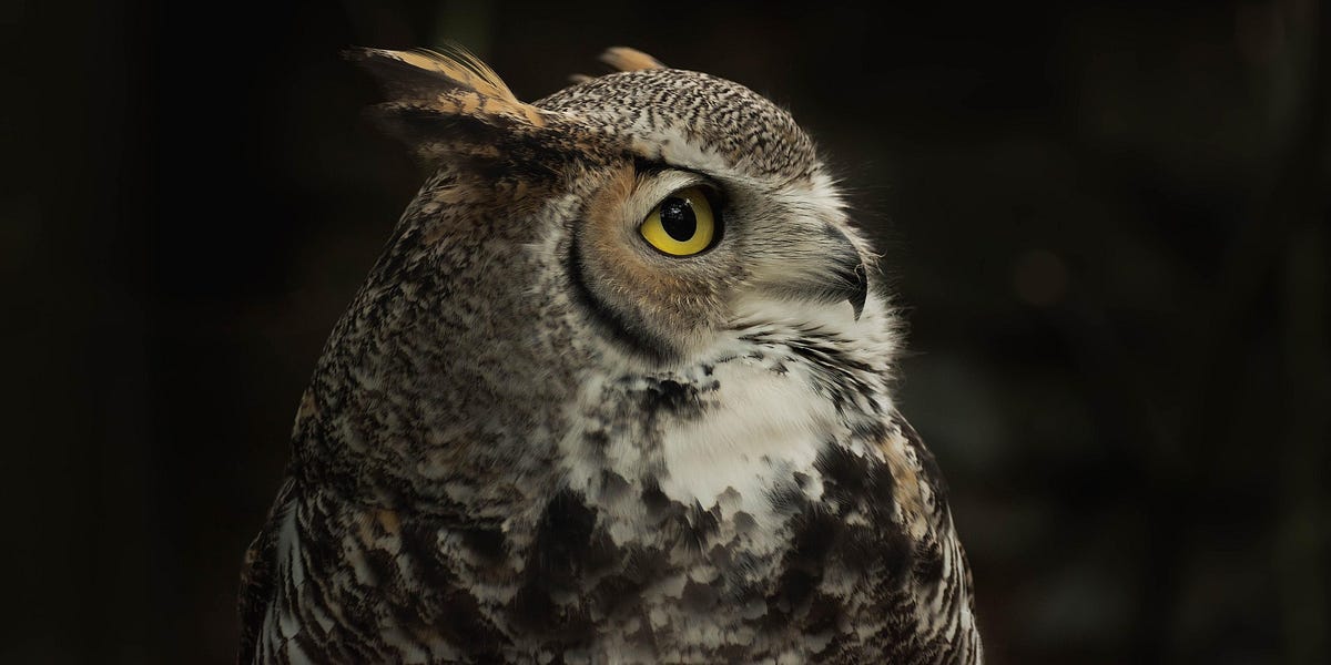 The Future Of This Substack - by Ornery Owl