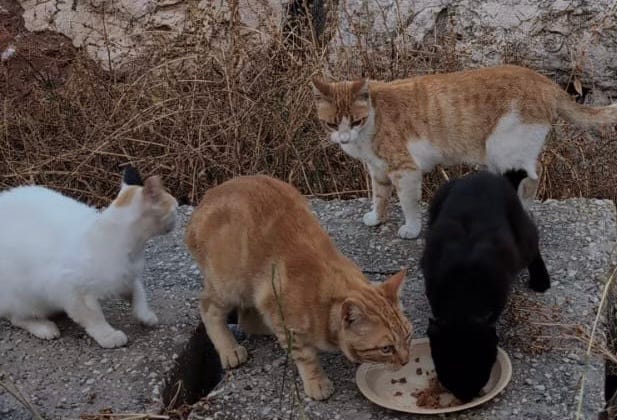 Unveiling PAWS: Our First Newsletter 🐾