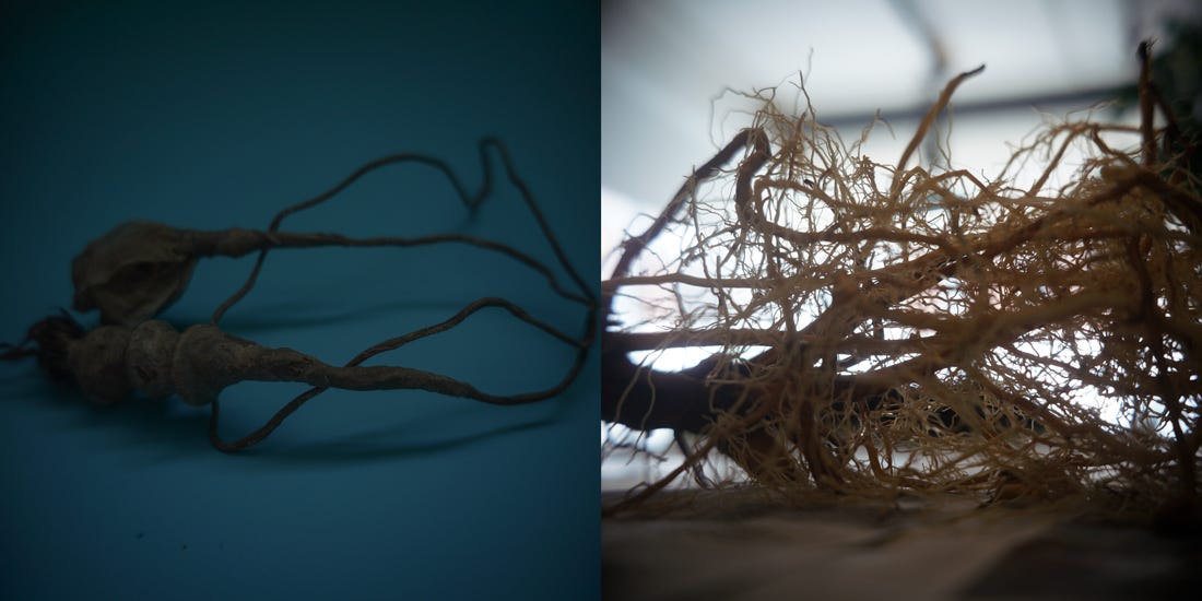 Song of nervous system against a dark blue background