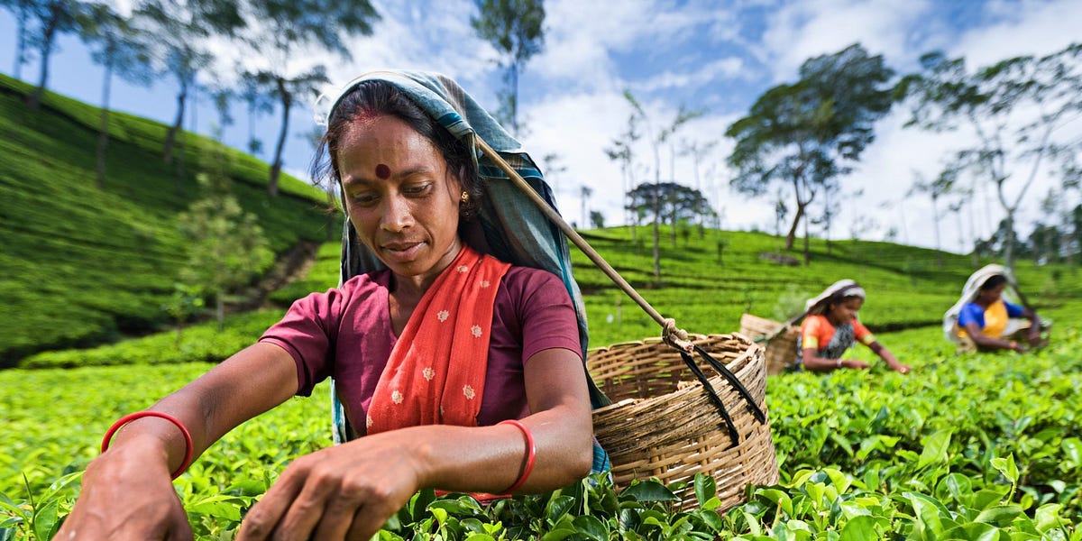 Democratizing Commodity Trading: Palmyra's Mission for Accessible ...