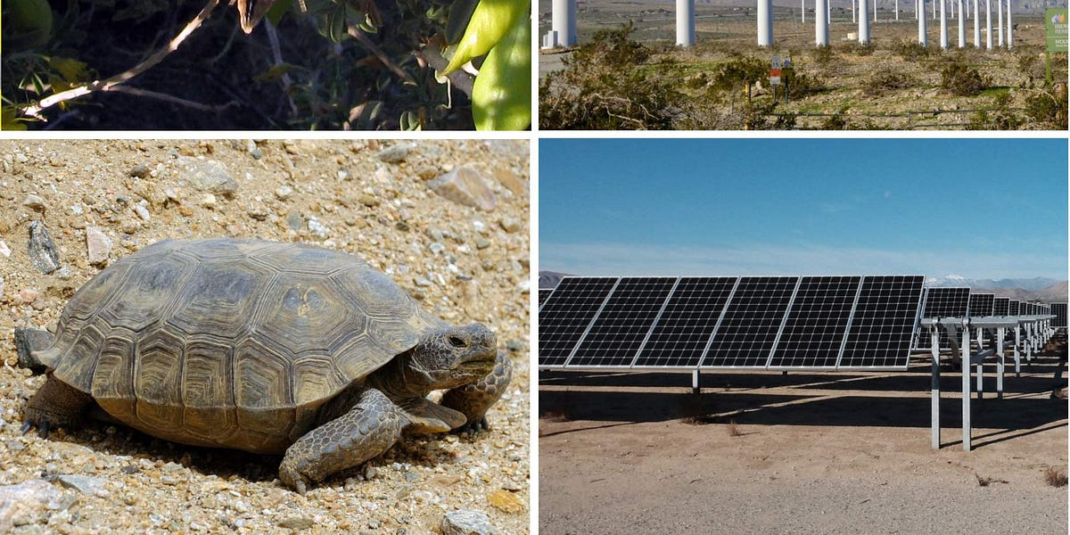 "Green" Energy vs. the Mojave Desert (podcast ep. 4)