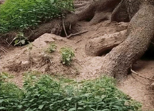 Comments - Fox Kits Are Curious - by Martini Glambassador