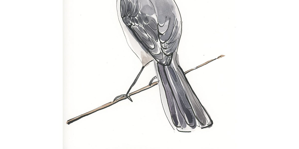 how to draw a mockingbird