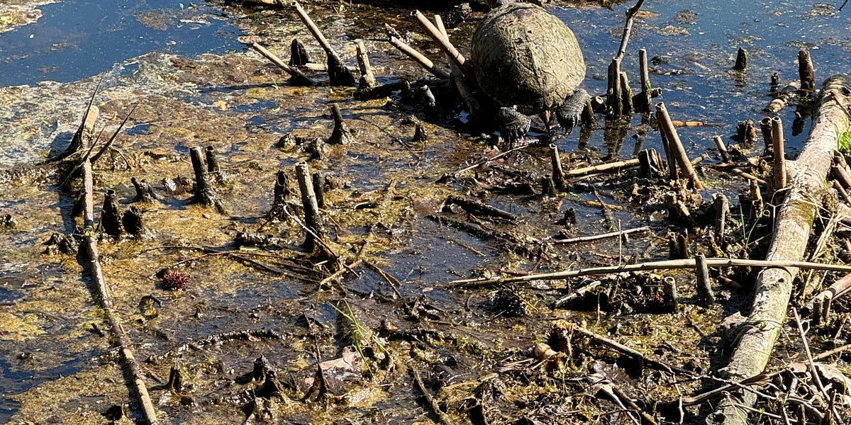 Last week in my Sketchbooks and Drawing Prompts