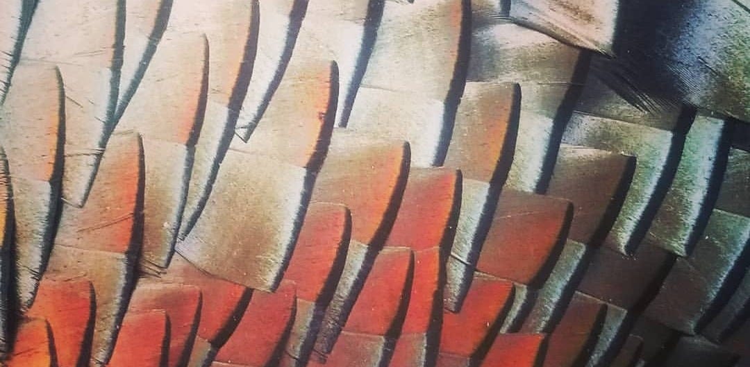 Ragged Insomnia - by Jason Worley - A Turkey Hunters Tome