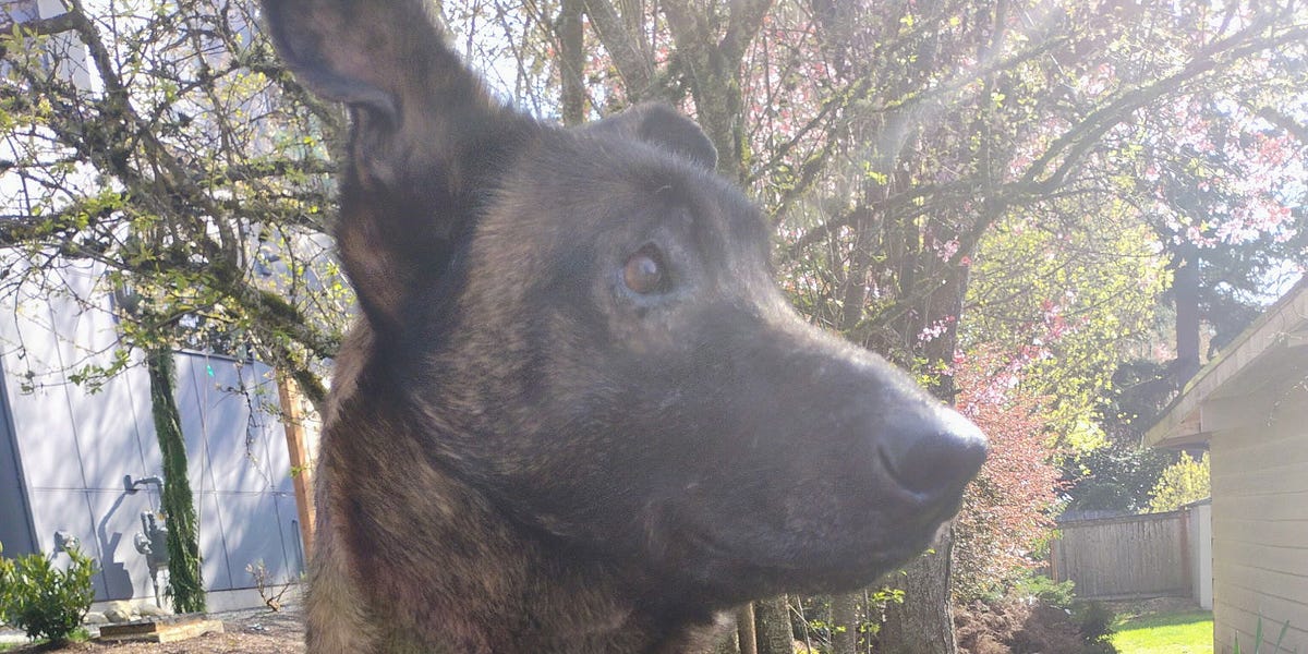 Meet Max – The Sweet and Loyal Belgian Malinois!