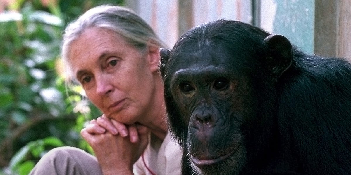 Jane Goodall and the "Primal" Mind - by Mary Wald