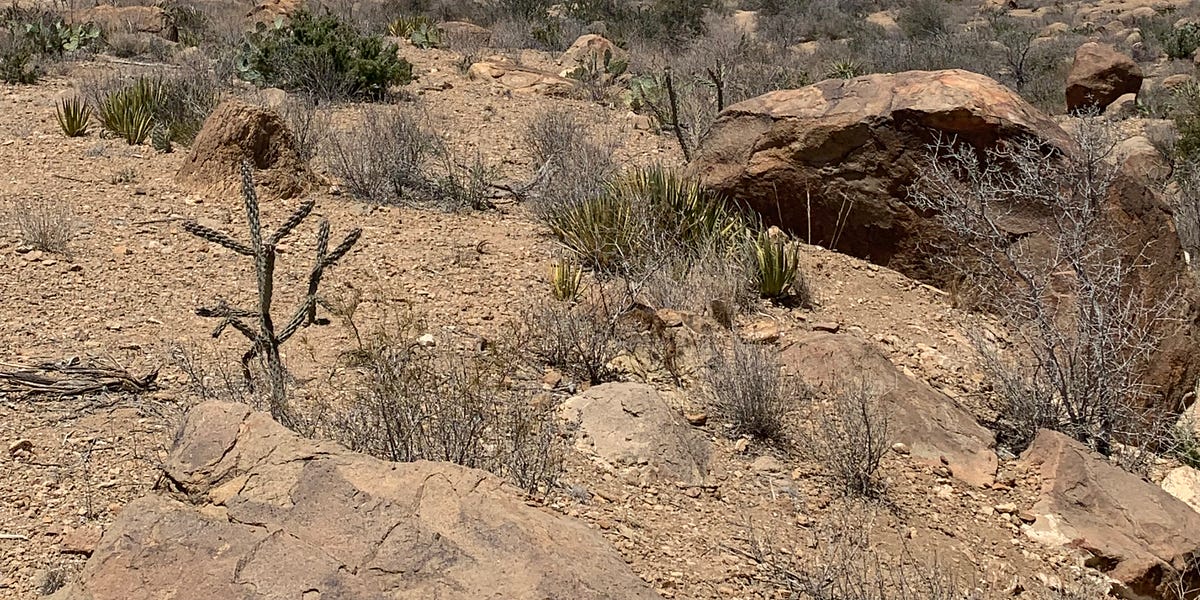 The Nutritional Bounty of Desert Plants The Nutritional Bounty of Desert Plants