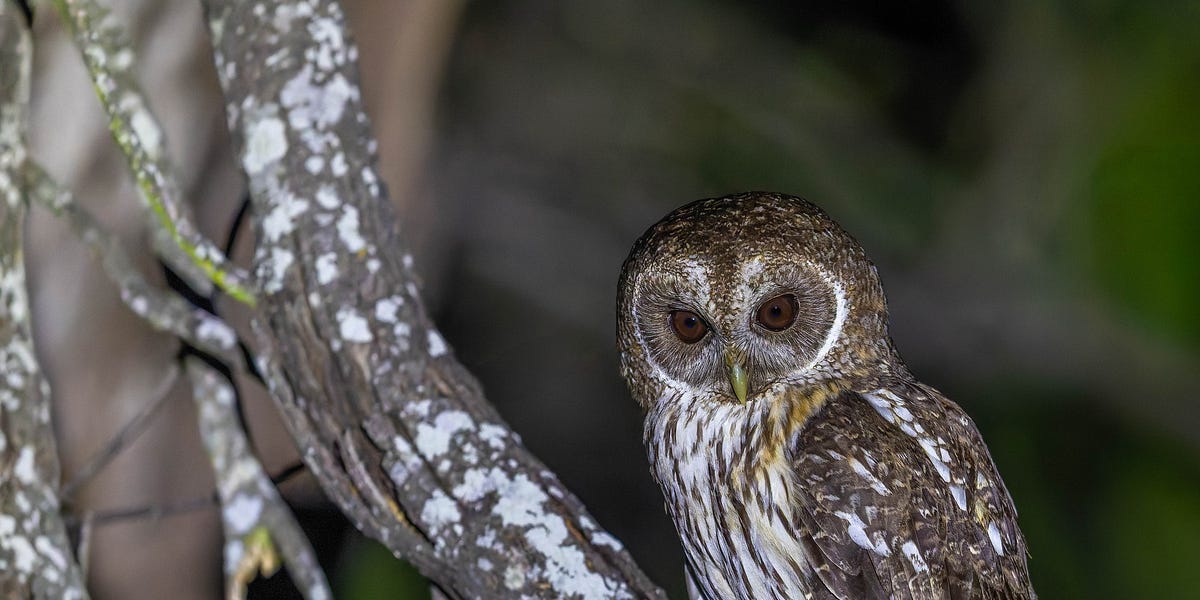 Mottled Owl - by Jeff Timmons - BirdStack