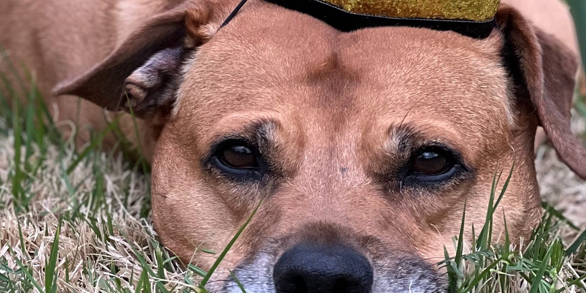 Ask Archer: Is Baghdad Bob working at the White House?