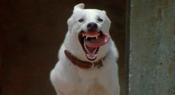 Um mundo inteiro de preconceitos dentro de um ser puro e instintivo