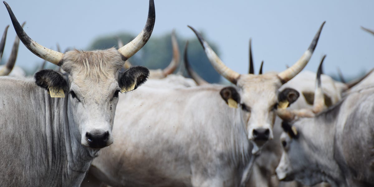 Cows, capital and growth - by Gunnar Rundgren