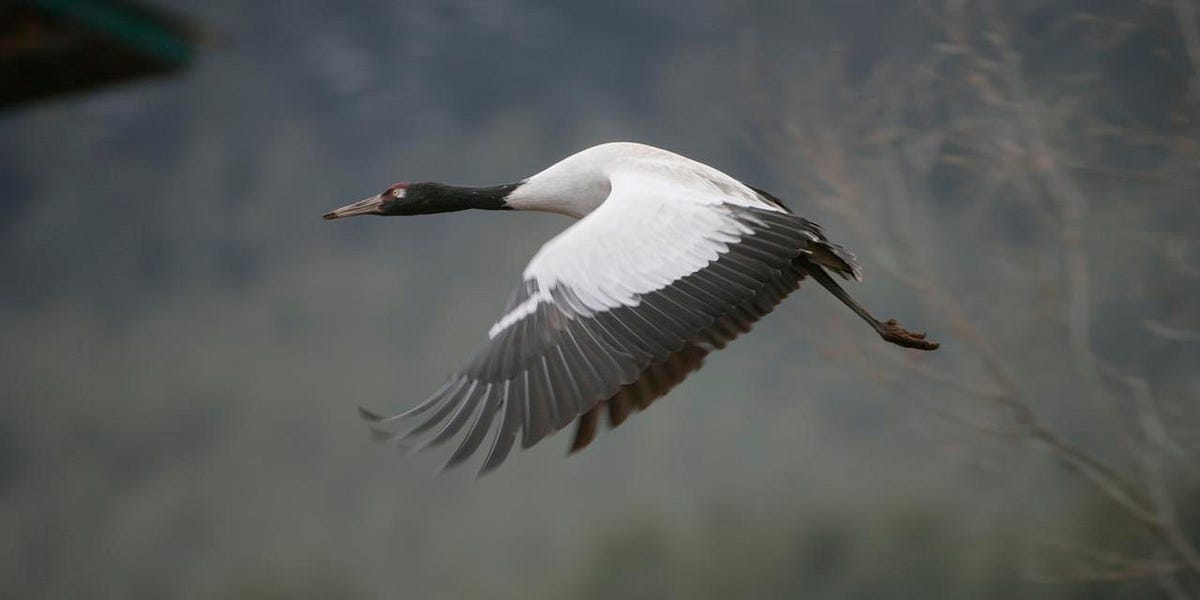 Mishmosh Soup - by Judith Kitzes - No Lifeguard on Duty