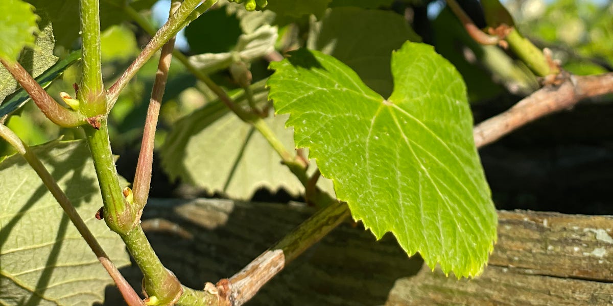 Reflections - by Ruth Damaris - Ruth’s Substack