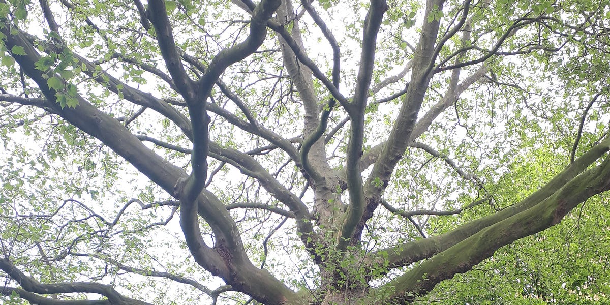 The Sycamore Tree - by Nynke - Figment Forest