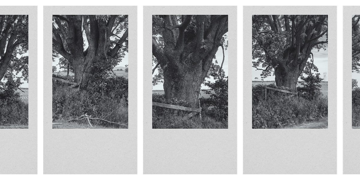 Séquences - Photosynthesia - Eric Poirier