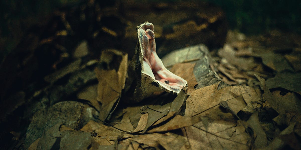 The Snake Detection Hypothesis: Evolution’s Silent Sentinel