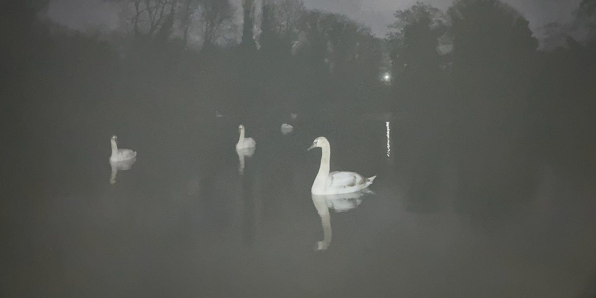 Swan day. - by Gavin-Birchall - human-at-large