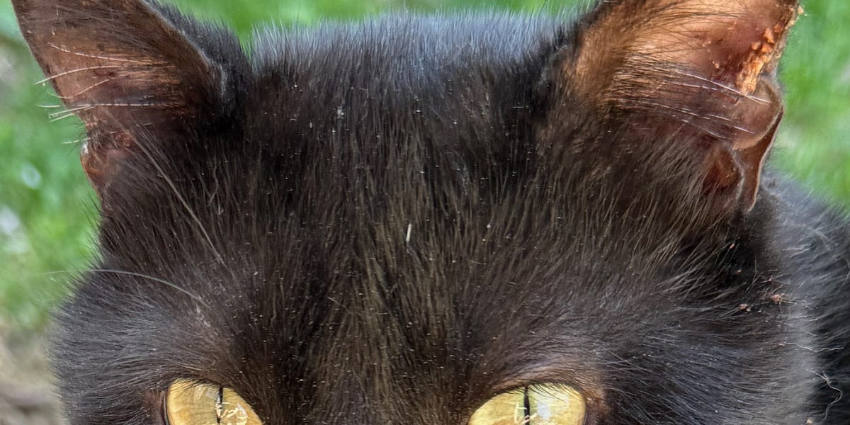 I am a Cat Wrangler - Determined Small Steps by Jonya