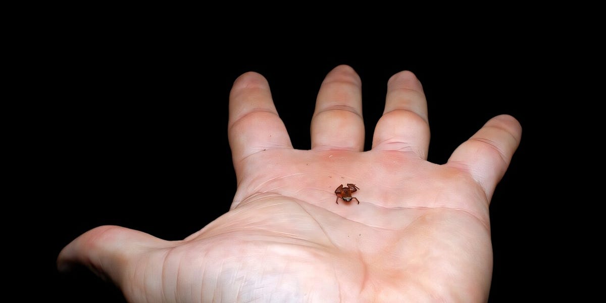 How Small Can You Get? Another New-To-Science Flea-Toad Wows Scientists