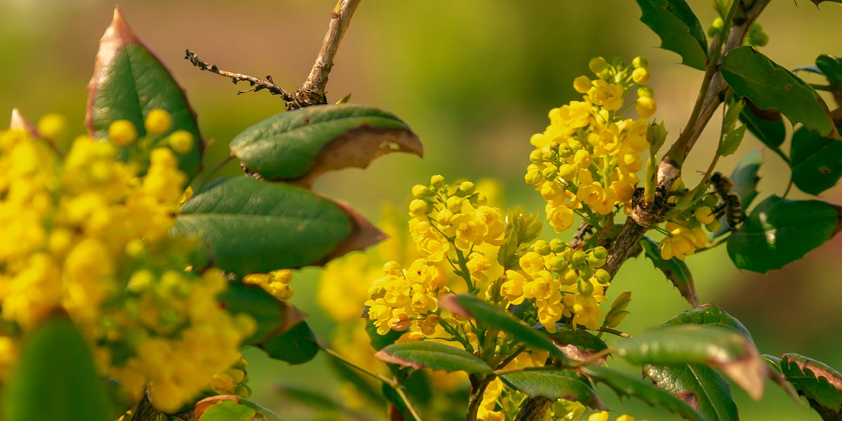 Breaking Down Berberine - by Dr. Linda Nykin ND