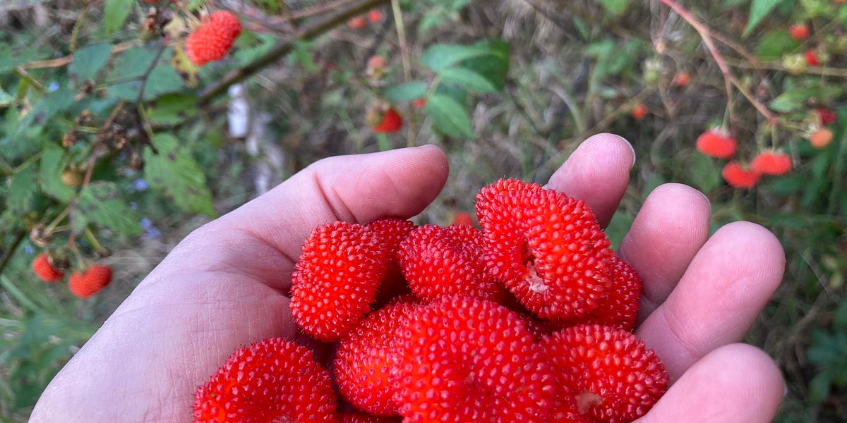 Plant Profile: Two Australian Native Raspberries