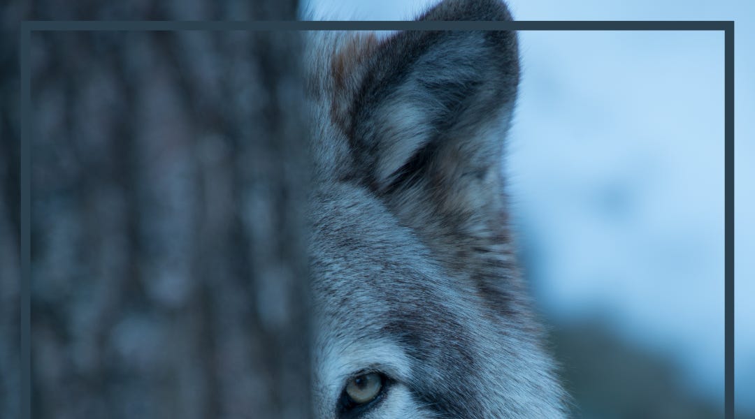 Worry Is a Wolf - Stories & Sundries
