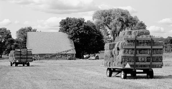 A Family Gone Haywire - by Cynthia Swanson