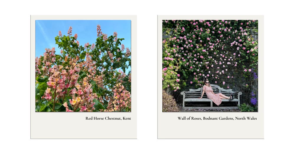 Scent from North Wales - by Vicky Wren - Wren and the Wild