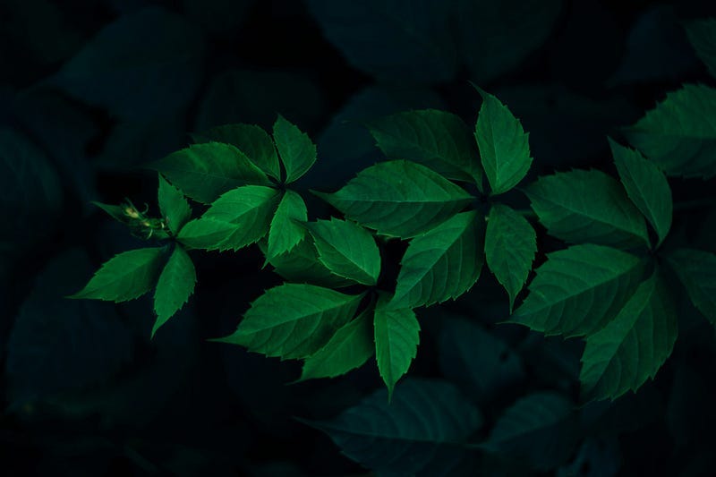 Made of Leaves - by Roman Newell - Roman’s Substack