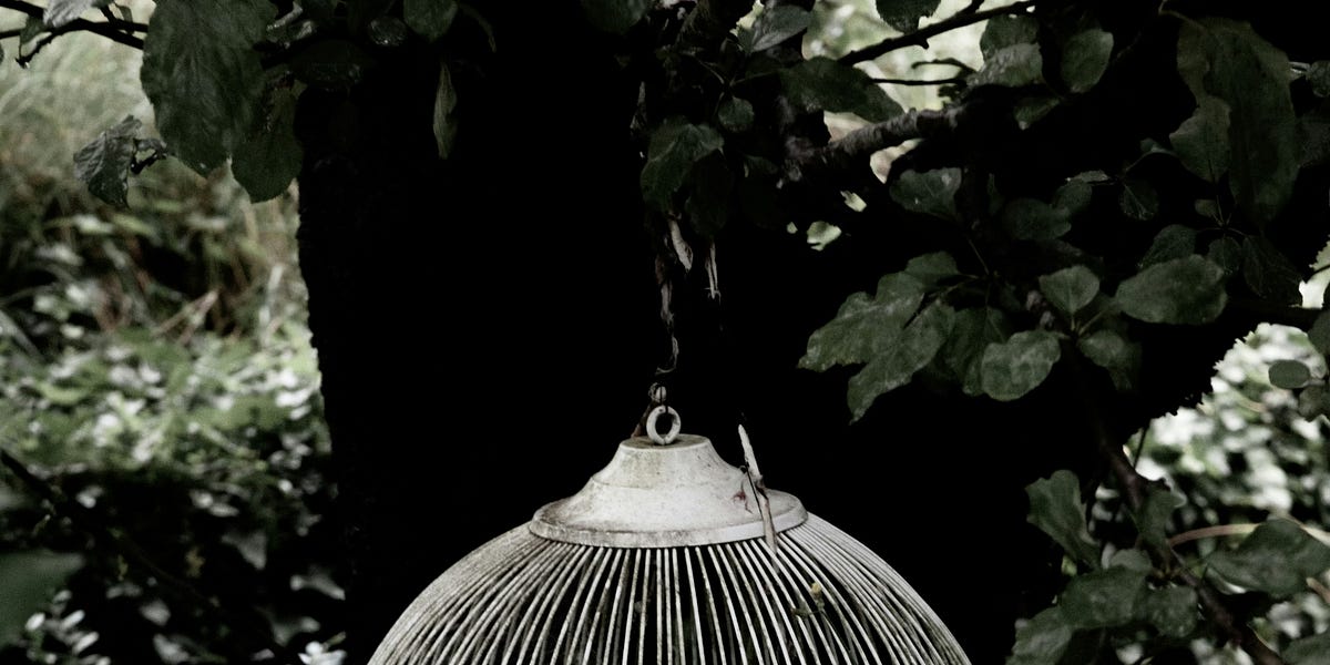 When The Caged Bird Sings - Jenn Forgie Creative