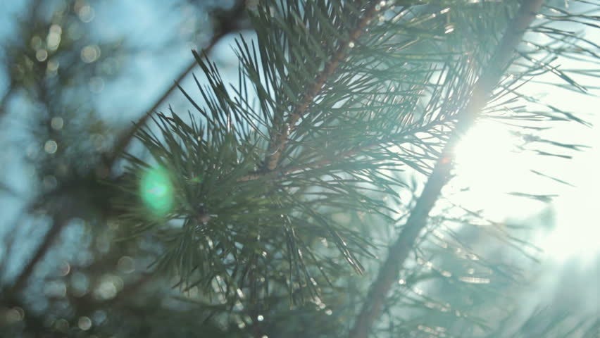 The Peace Body - by Sarah Trudeau - The Whole Woman