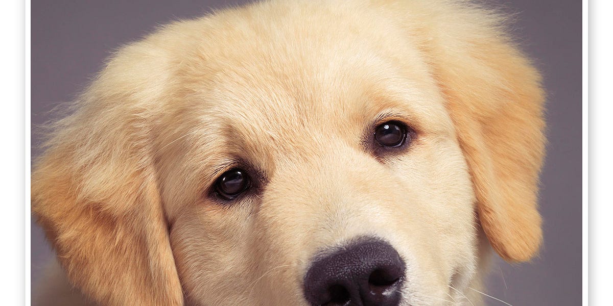 how to draw a question mark dog