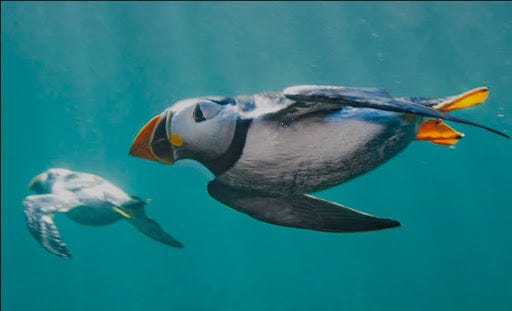 A Puffin Named Forest Gump - by Amanda C. Sandos