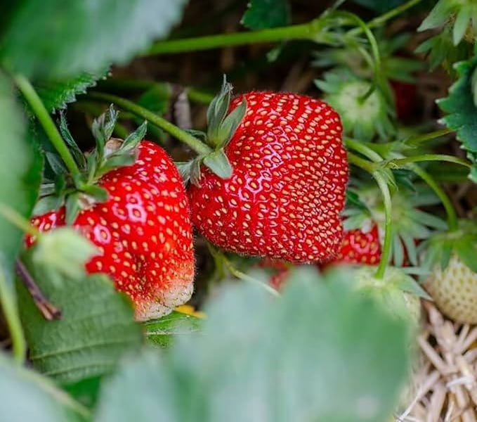 The Strawberry Covered in Gray Flakes - by Maven