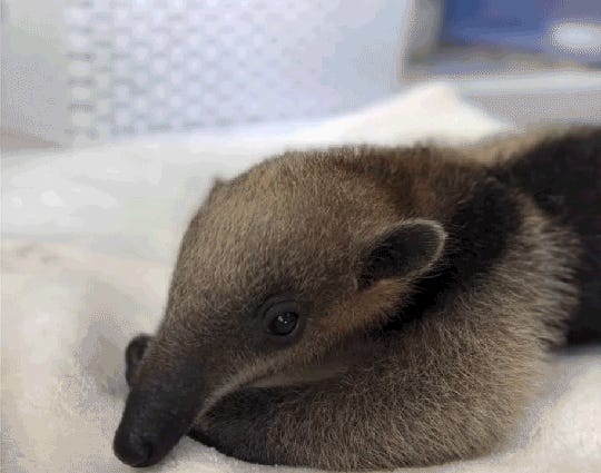 A Tamandua Tot's Tantalizing Tongue