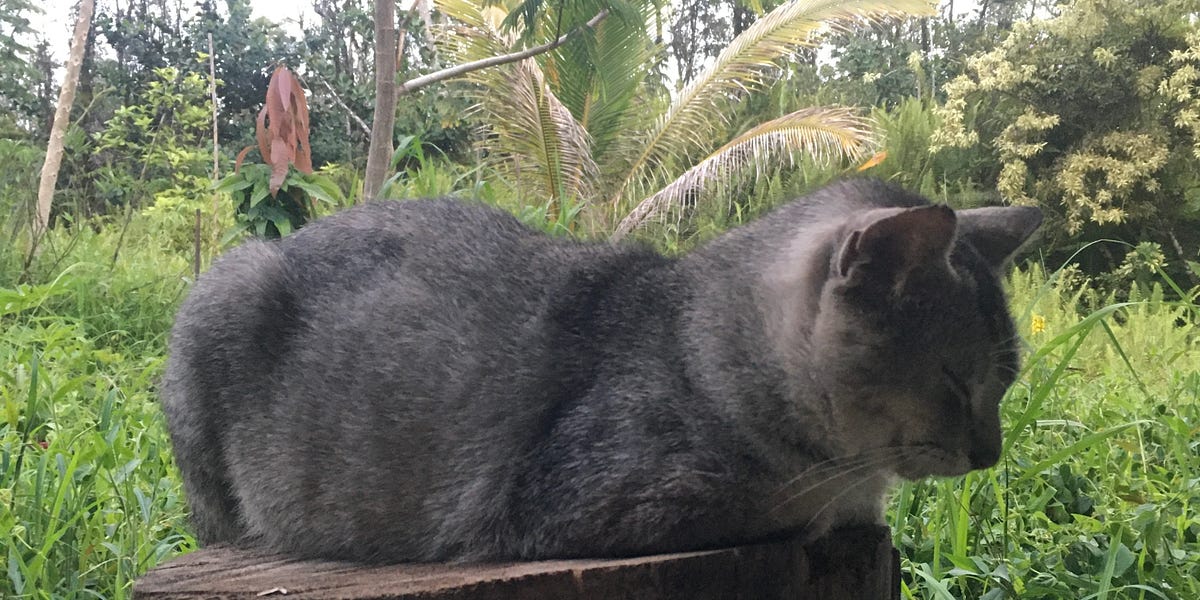 Paranormal Phenomena - Tao Lin