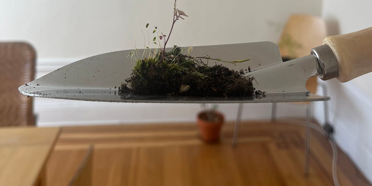 making a terrarium - by Lena Sun - The Studio Substack