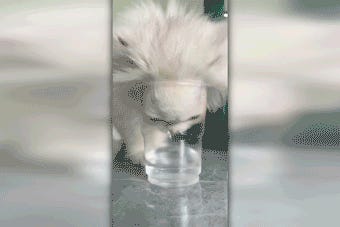 Big Floof, Big Thirst - by Martini Glambassador