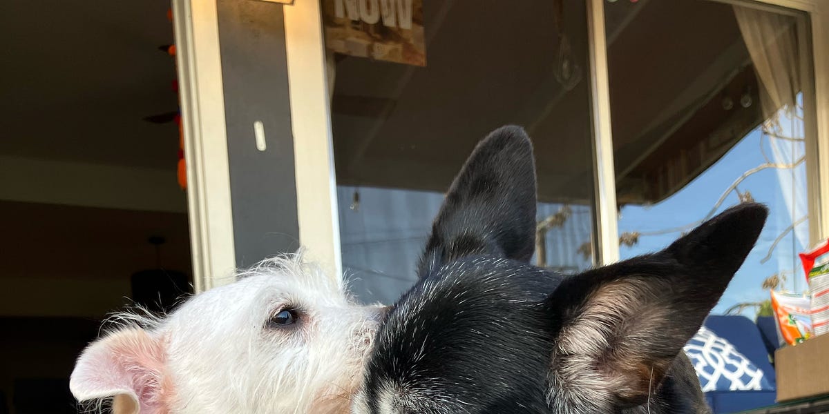 The Lesbians - by Naz Riahi (she/her)