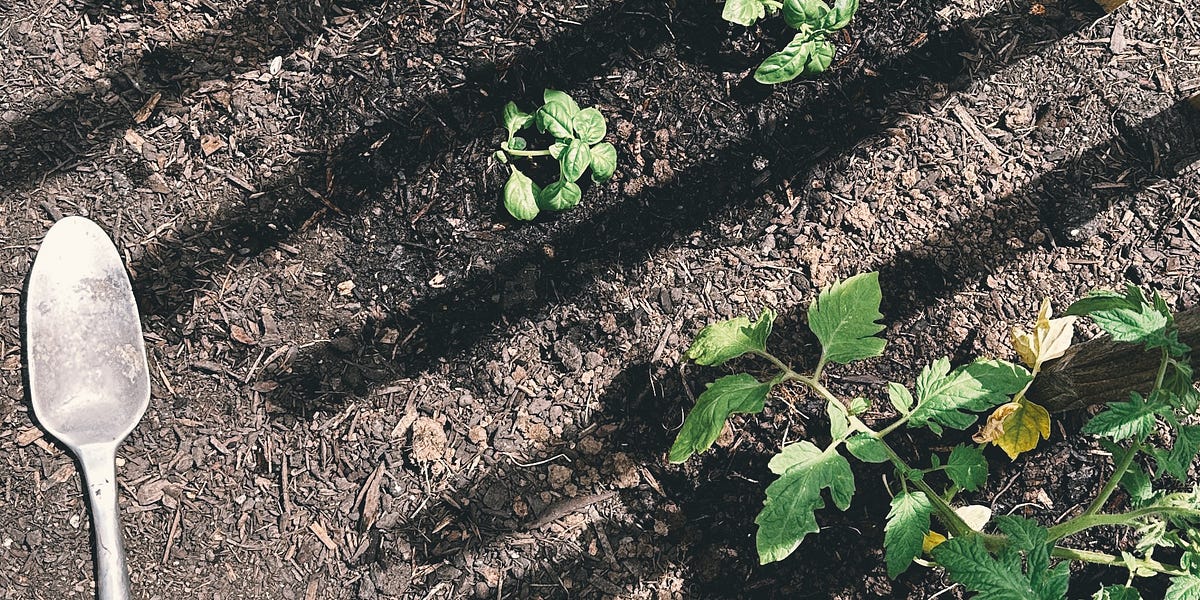 Simple Living | Veggie Garden Inspo - by Carmella Rayone