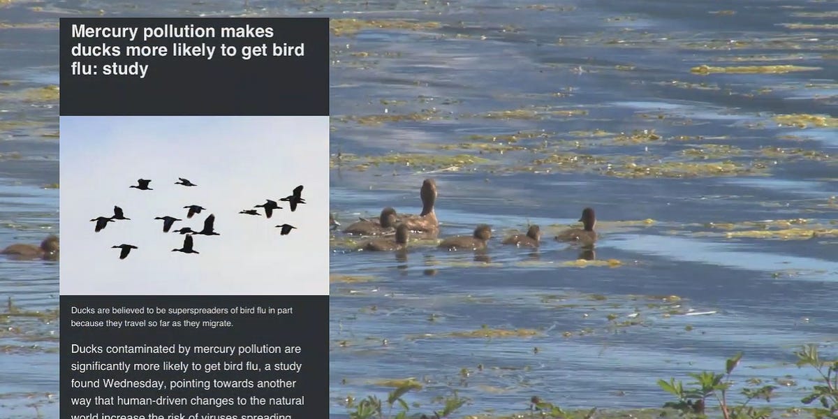 Toxic Threat: Is Environmental Pollution Behind The Bird Flu Pandemic?