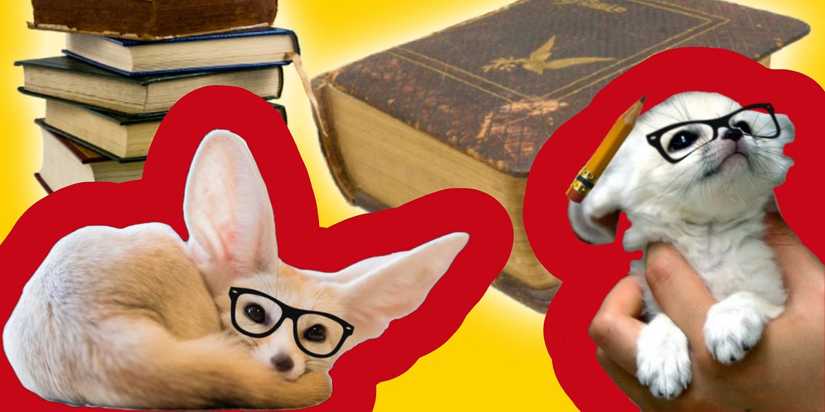 Introducing Fennec Fox Certification!