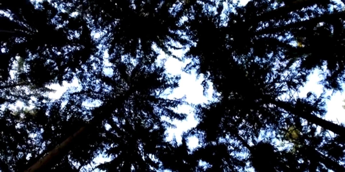 Among The Trees - by David Deubelbeiss - NAKED AND ALIVE