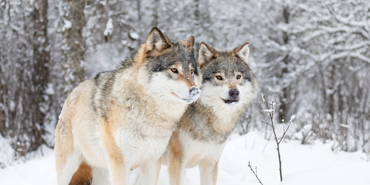 FEEDING THE RIGHT WOLVES - TWO YEAR REWRITE - AND PLAYLIST